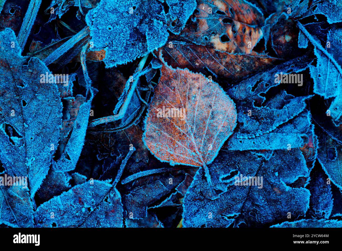 Fallen leaf, frost Stock Photo - Alamy