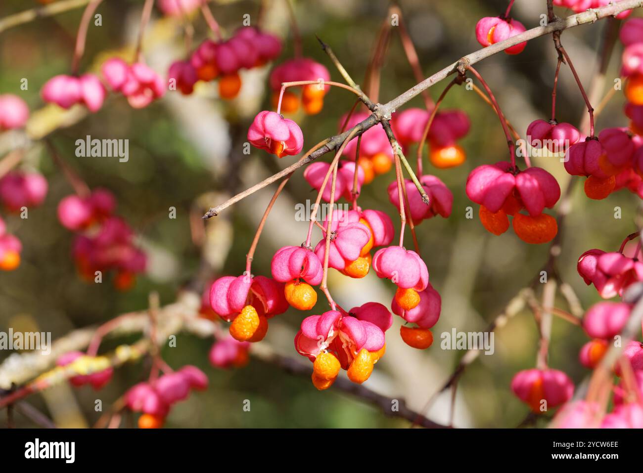 Opened Seed Vessels of the European Spindle Tree - Euonymus europaeus ...