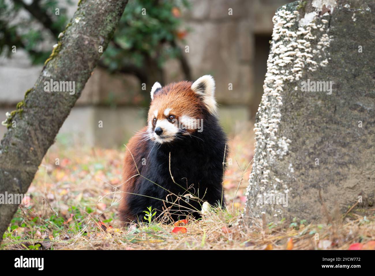 Cute red panda living in a zoo in Japan with tree branch, wooden house ...