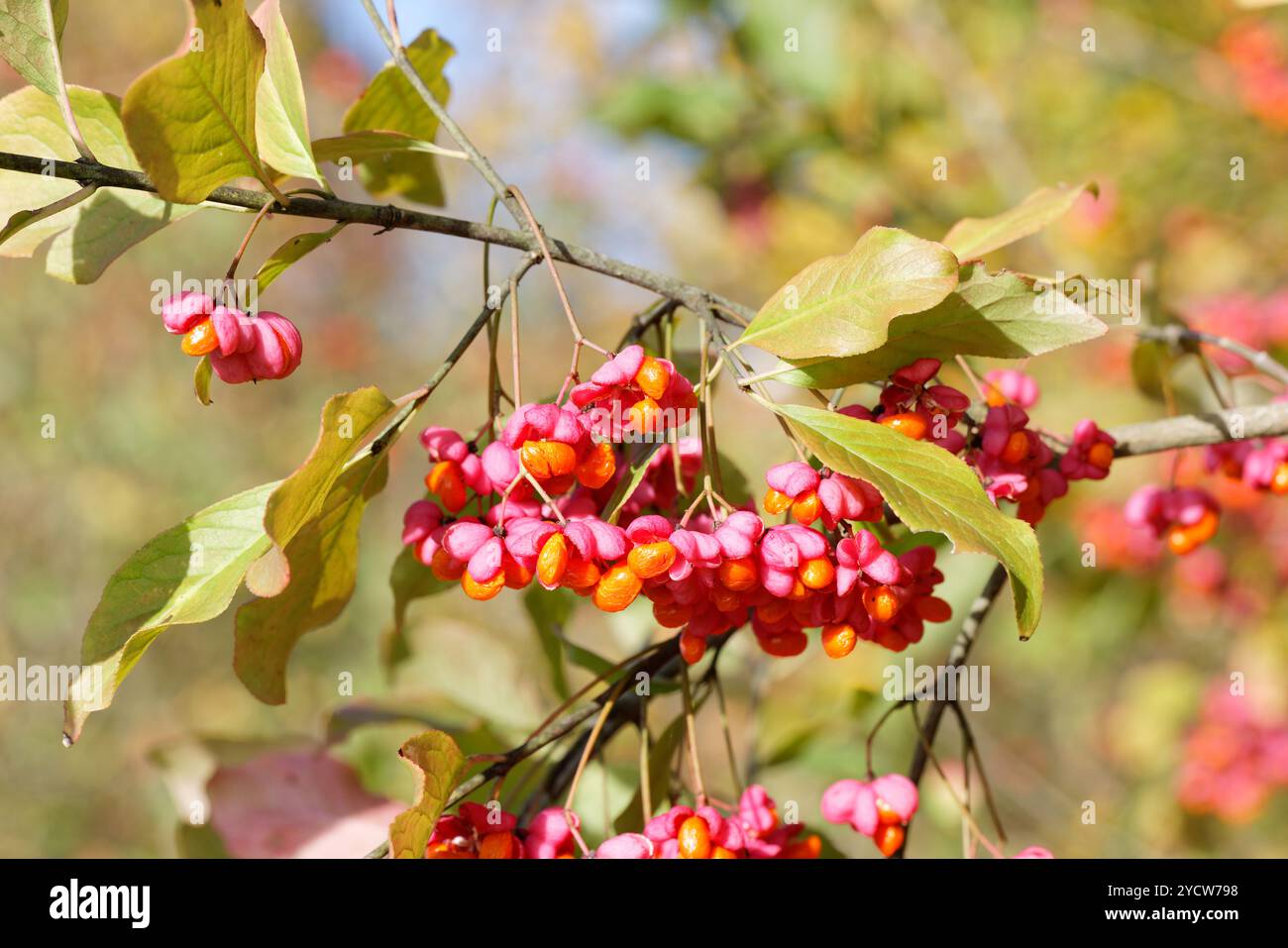 Branch with Leaves and Opened Seed Vessels of the European Spindle Tree ...