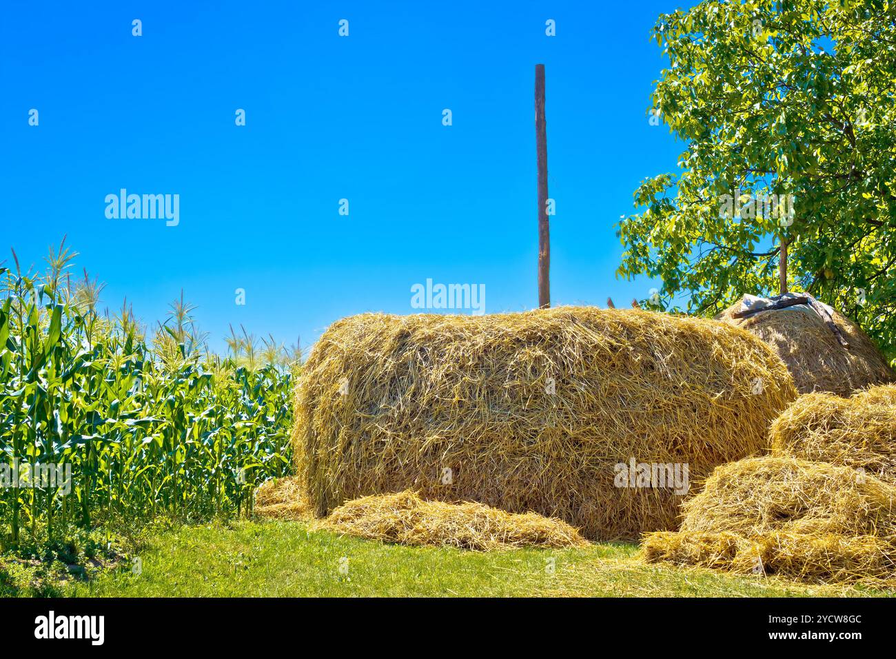 Hay stack and corn field summer view Stock Photo - Alamy