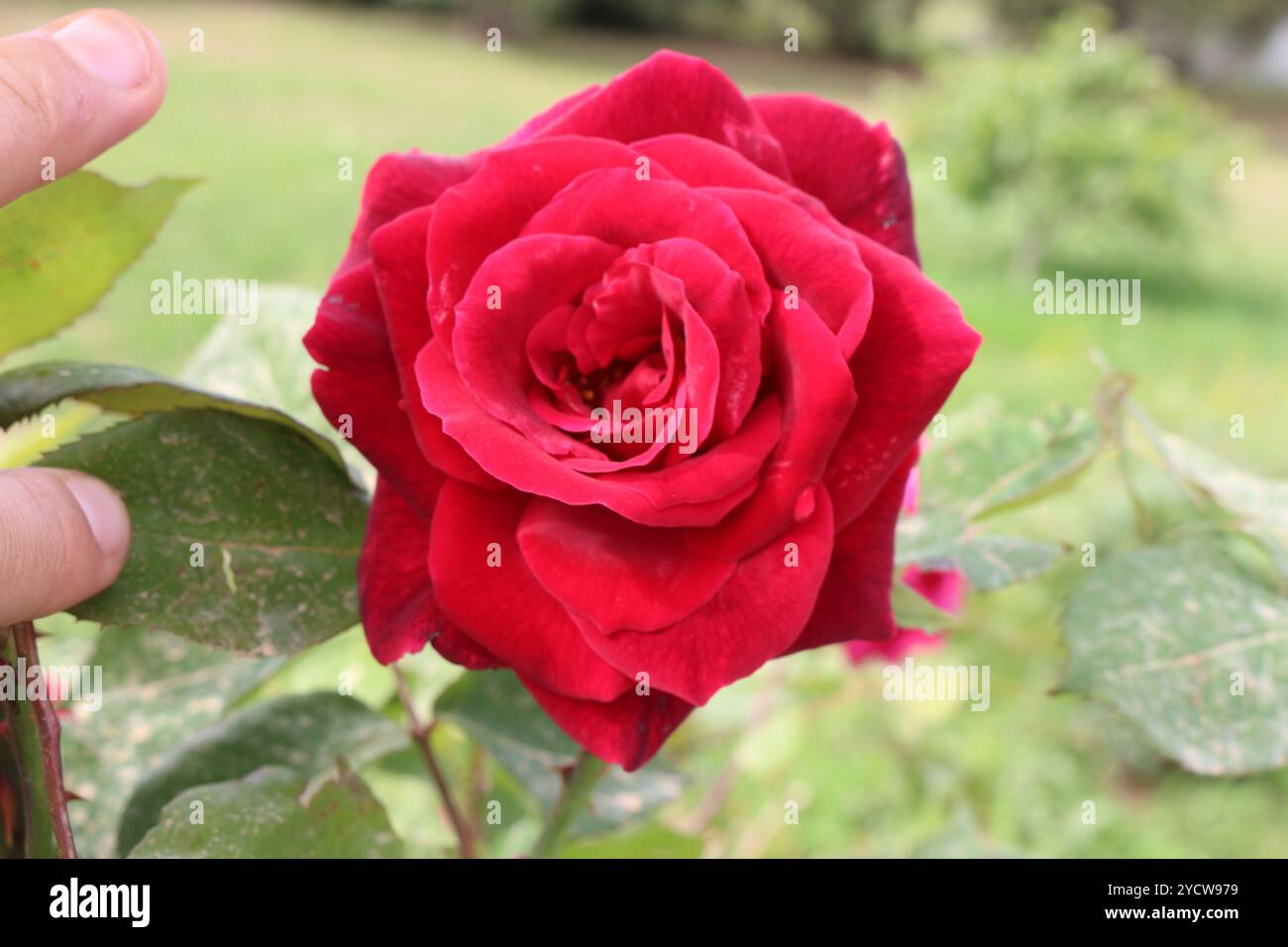 A vibrant red rose blooming in a natural garden setting, surrounded by ...