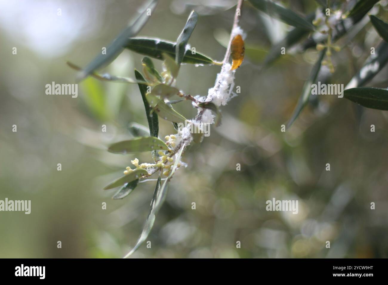 A close-up view of woolly aphids clustered on olive tree leaves ...