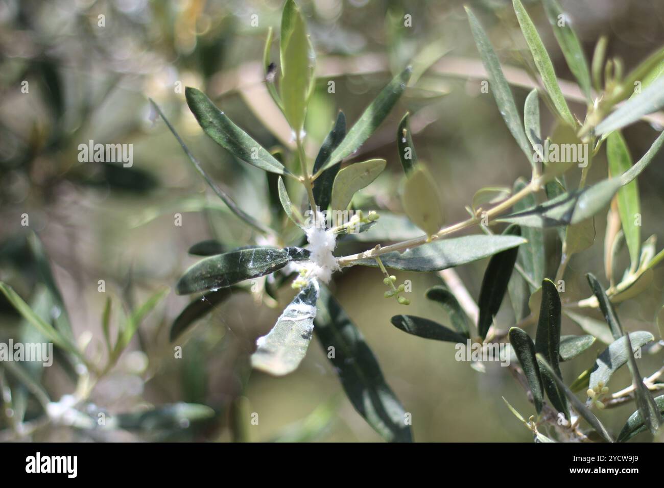 A close-up view of woolly aphids clustered on olive tree leaves ...