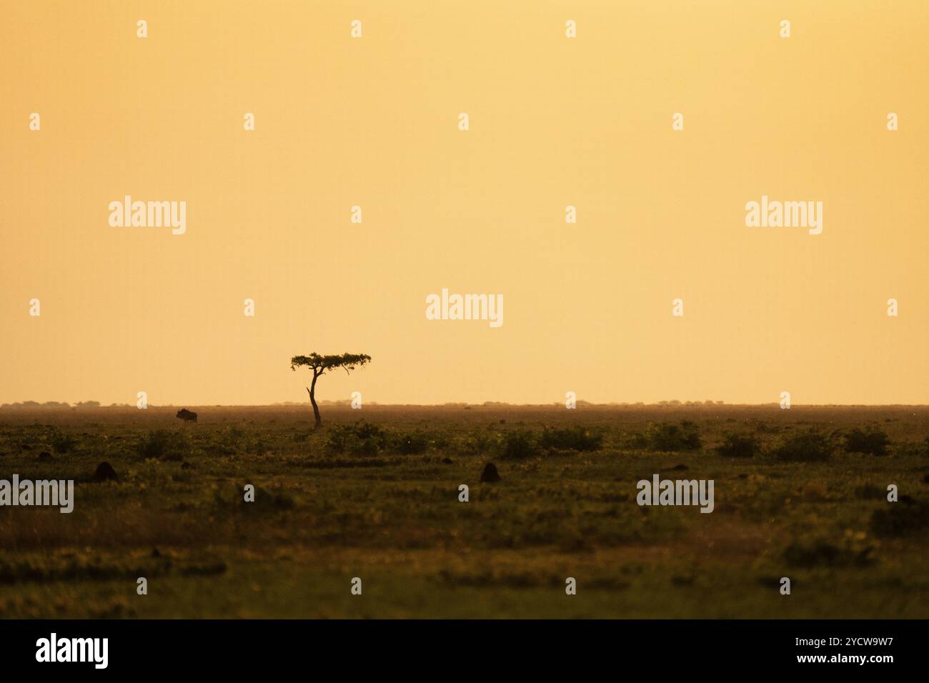 Africa savannah landscape background. Single African acacia tree. Soft ...