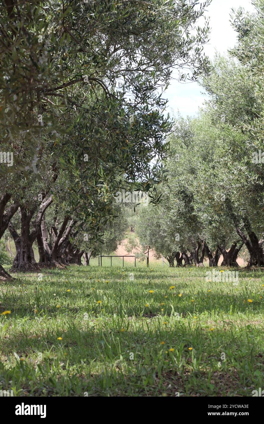 A picturesque olive tree plantation in Greece, showcasing neatly ...
