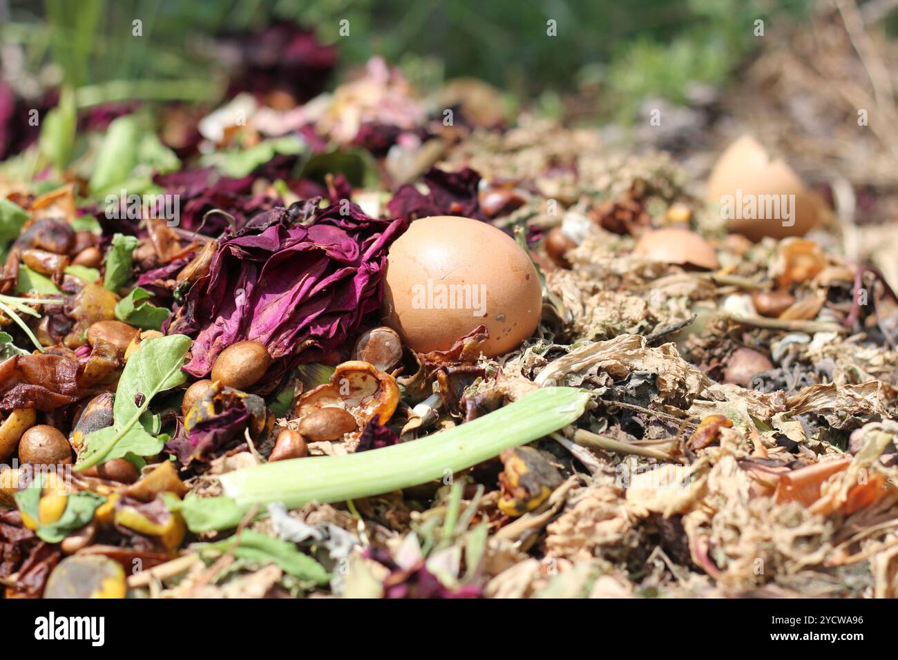 A large pile of dark, nutrient-rich compost in a natural garden setting ...