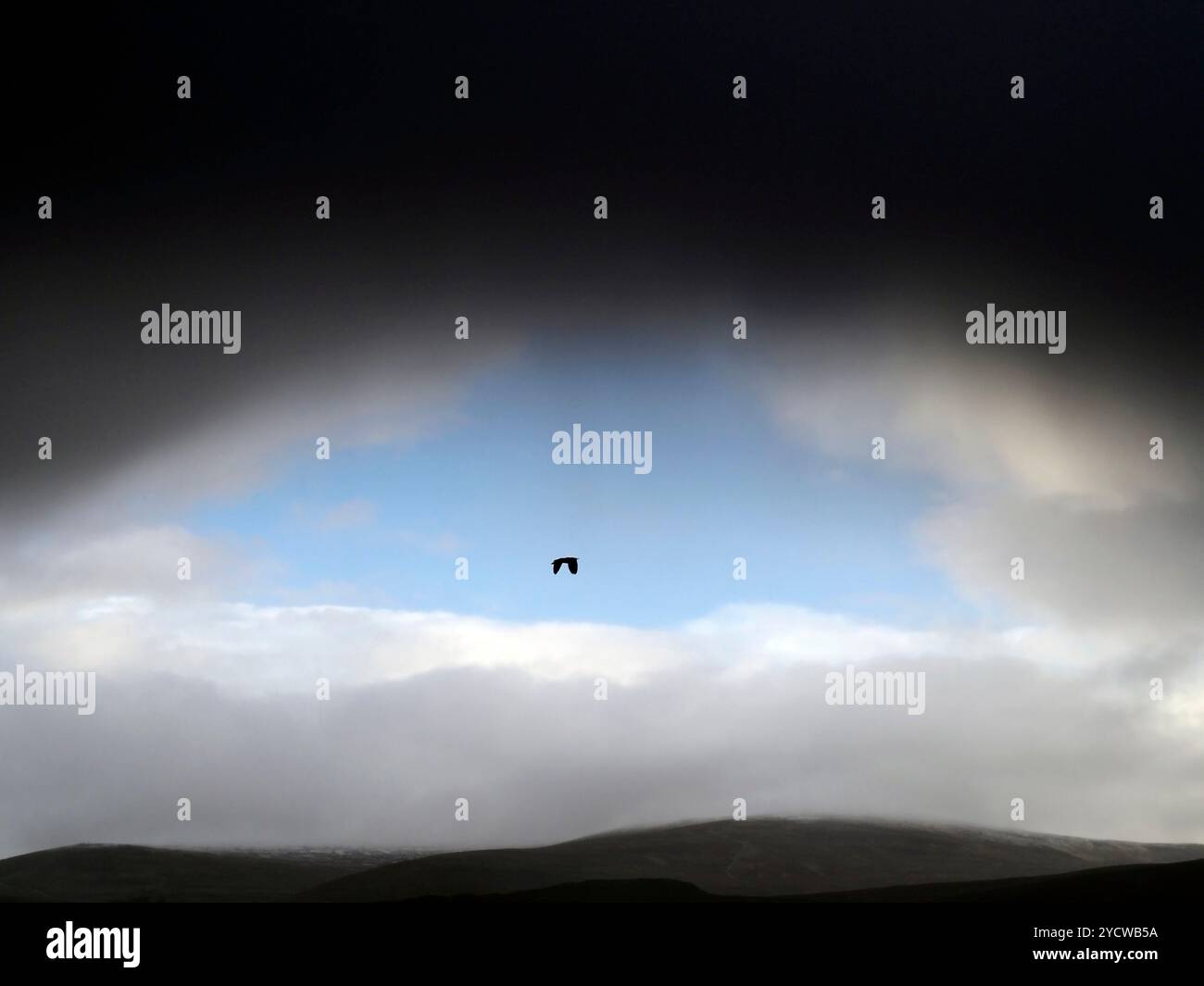 Heron flying through rain clouds, RSPB Insh marshes, Kingussie ...