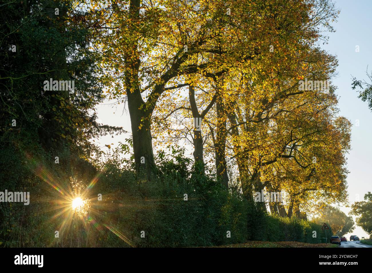 Tilia x europaea. Common lime trees in autumn in the early morning ...