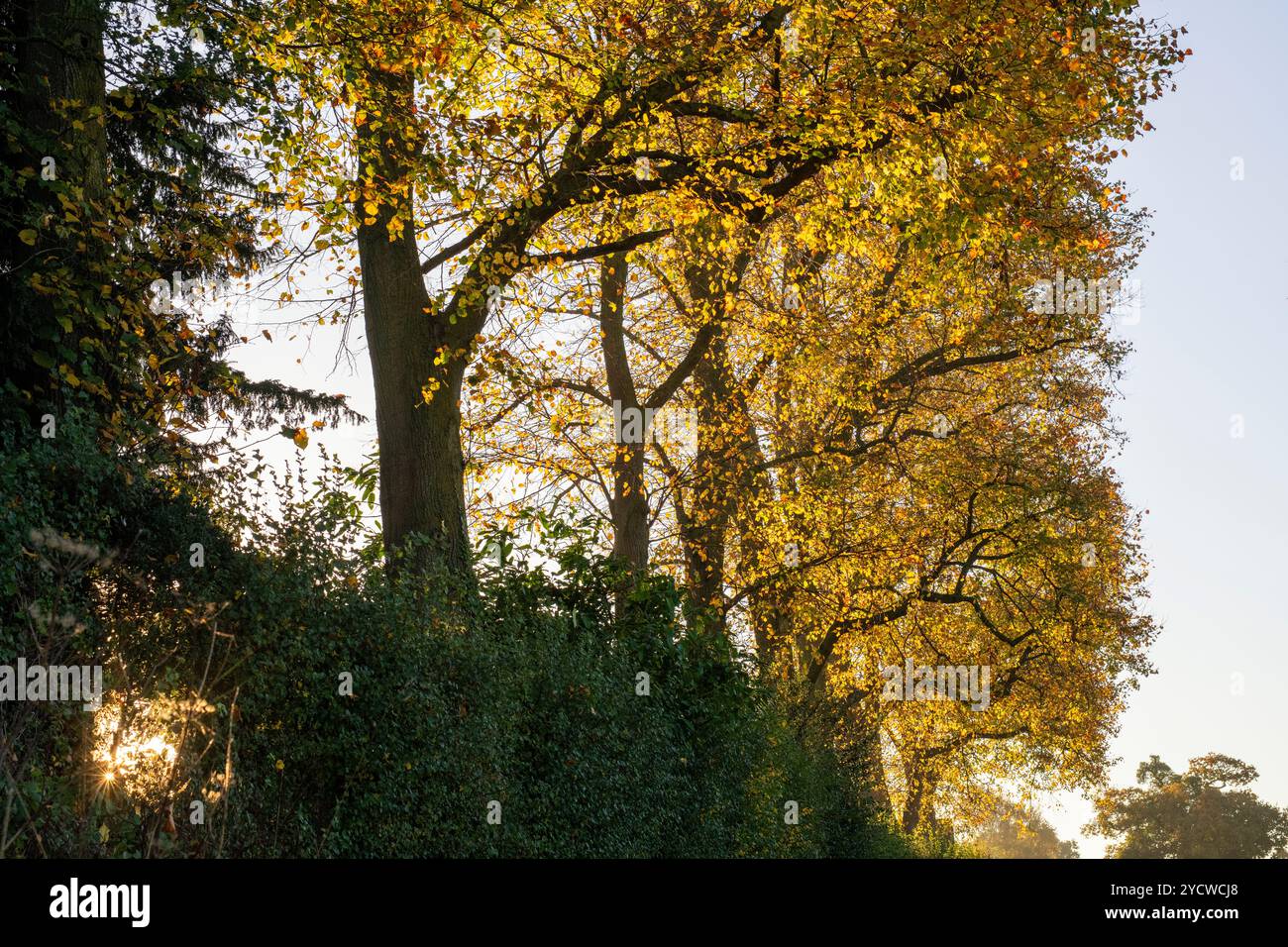 Tilia x europaea. Common lime trees in autumn in the early morning ...