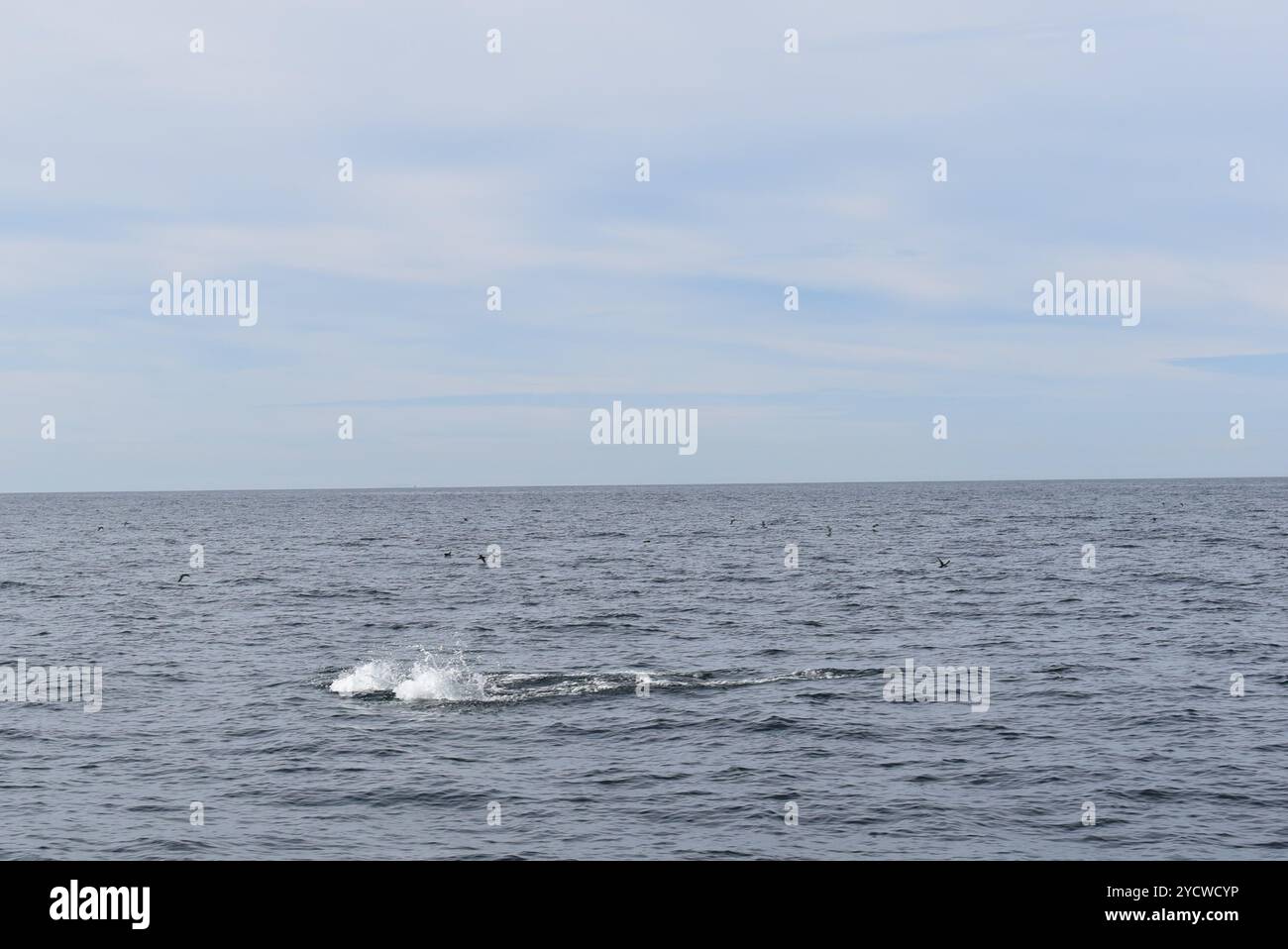 Embark on an unforgettable adventure in the picturesque waters of San ...