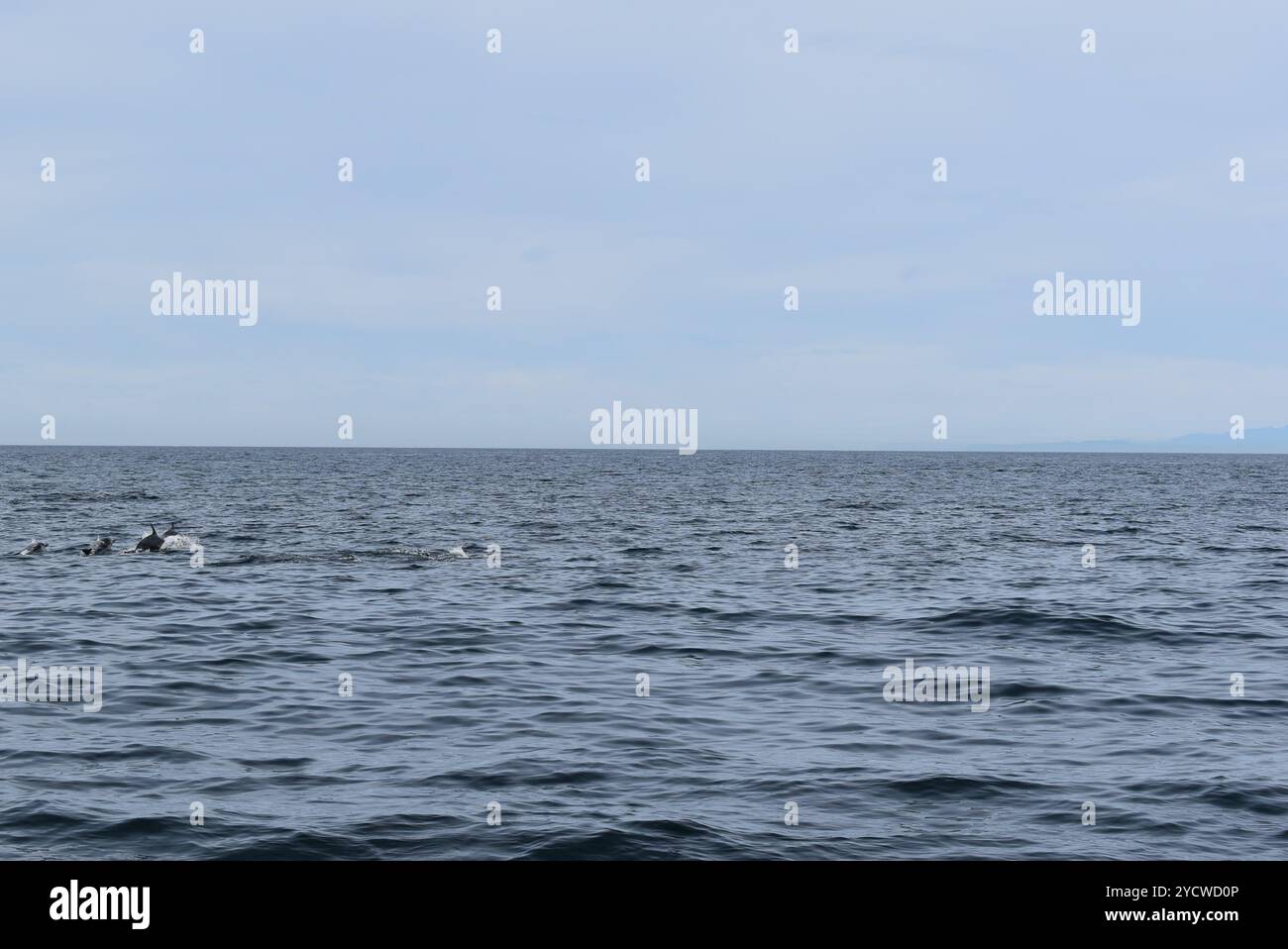 Embark on an unforgettable adventure in the picturesque waters of San ...