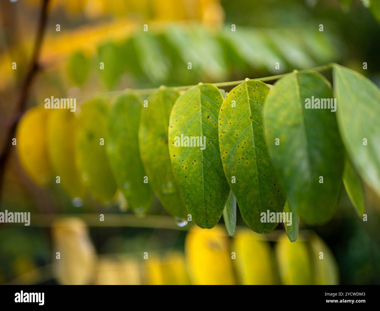 Waterdrops at morning hi-res stock photography and images - Alamy