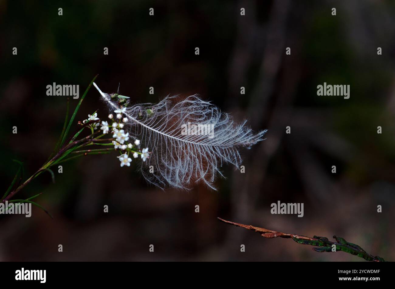 White wispy feather stuck on branch in the Australian bush, soft white ...