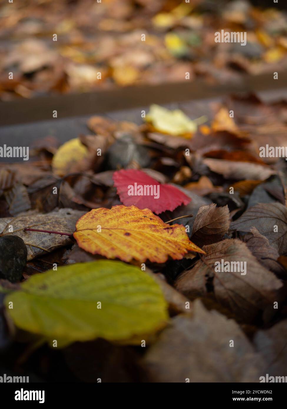 Ground fog texture background hi-res stock photography and images - Alamy