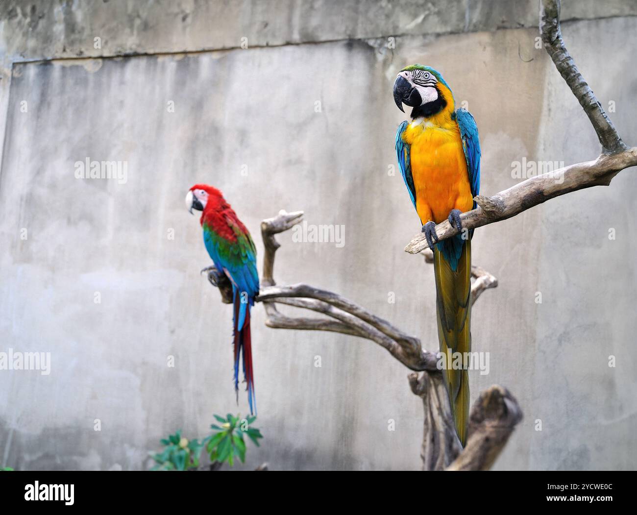 Two stunning macaw parrots red hi-res stock photography and images - Alamy