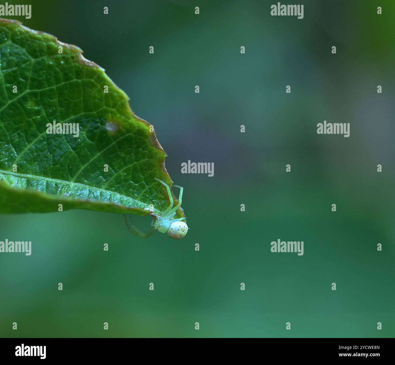 Little green spider on the end of a leaf. Backyard home garden, pest ...