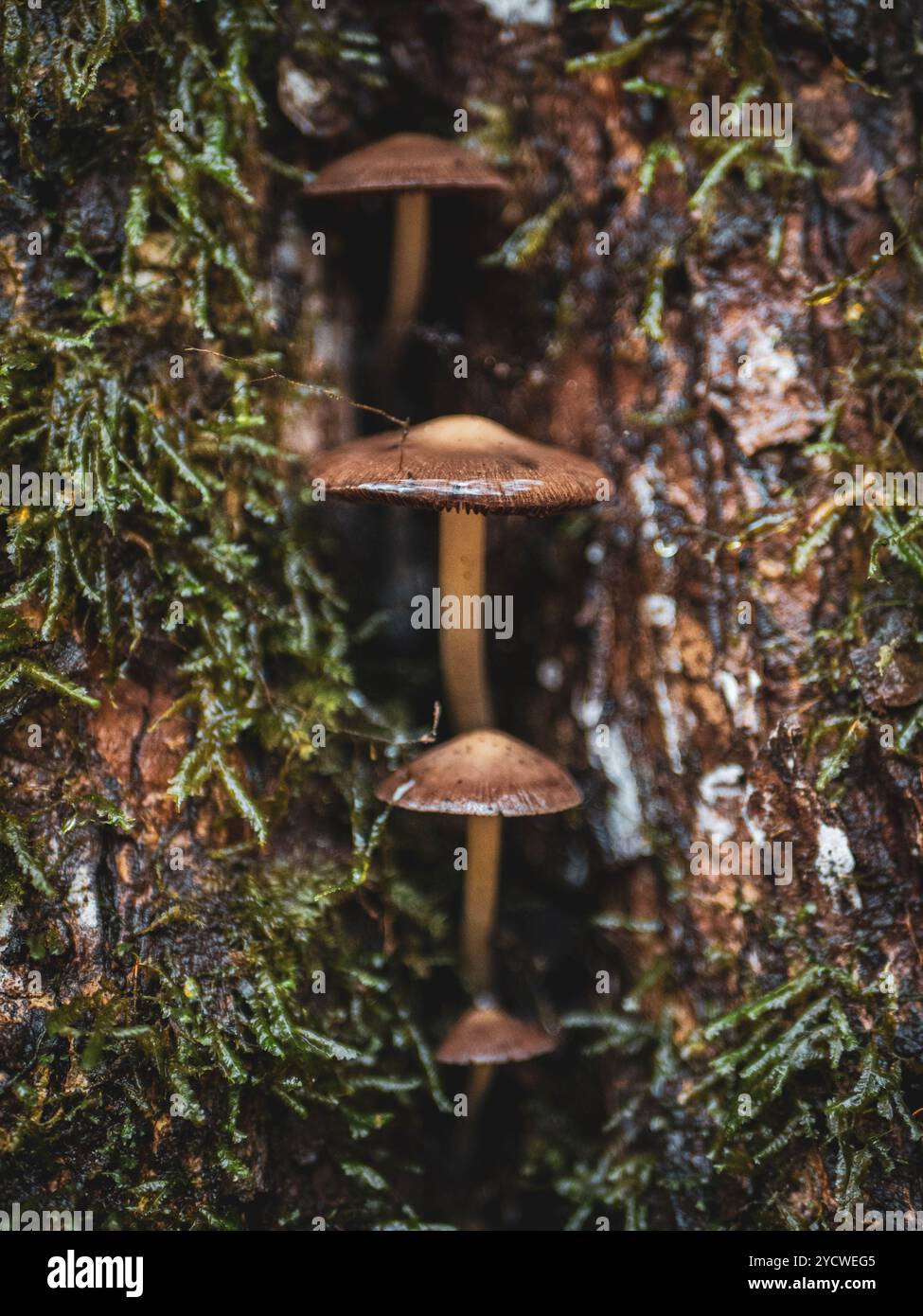 Mushrooms growing out tree hi-res stock photography and images - Alamy