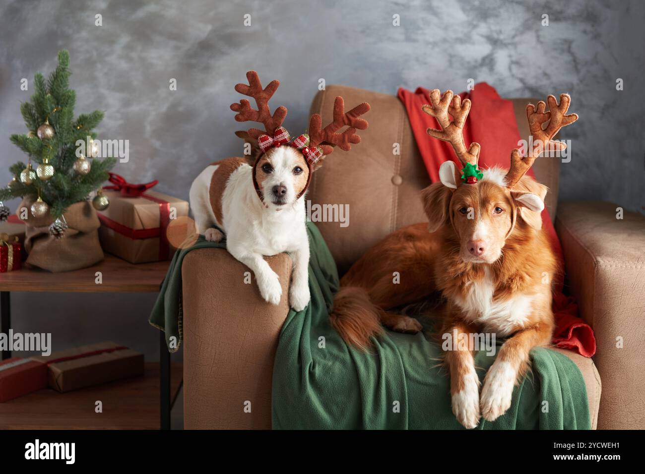 Two dogs celebrate the holiday spirit, one with antlers perched on a ...