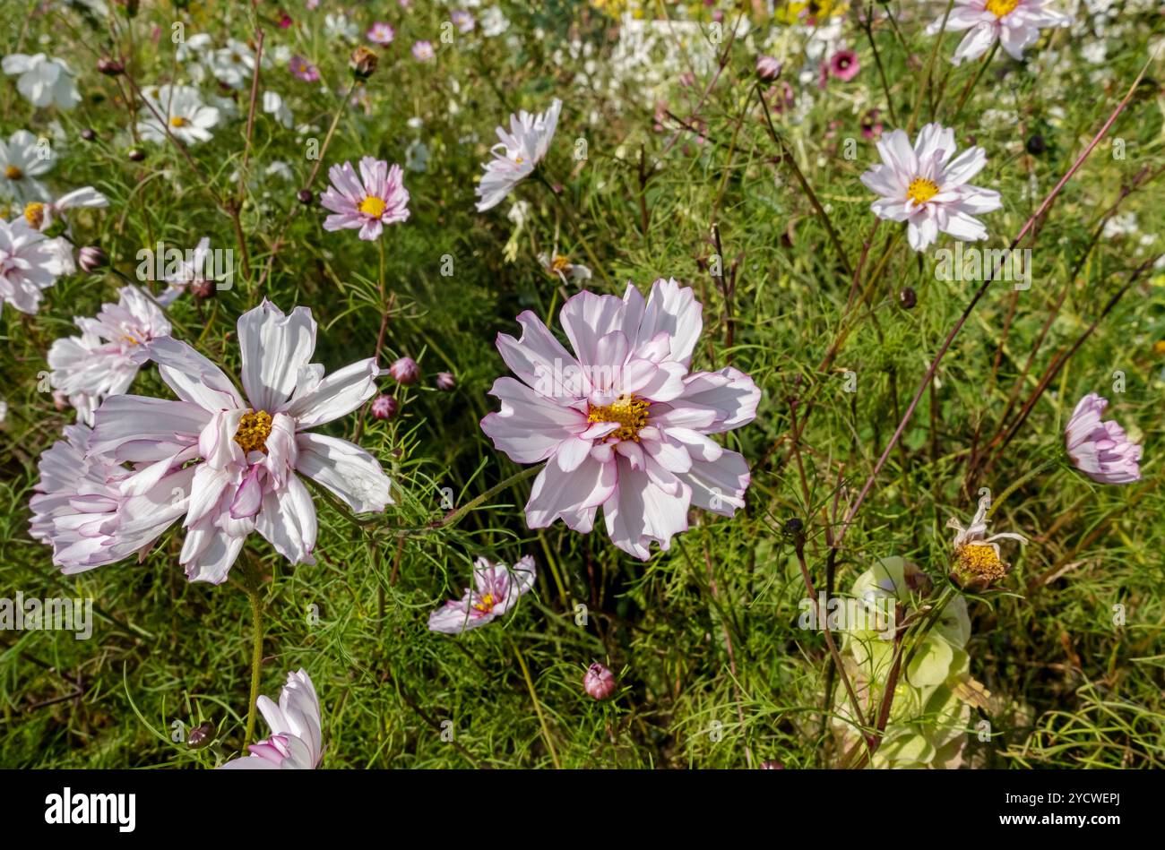 Cosmos 'picotee' flowers hi-res stock photography and images - Alamy