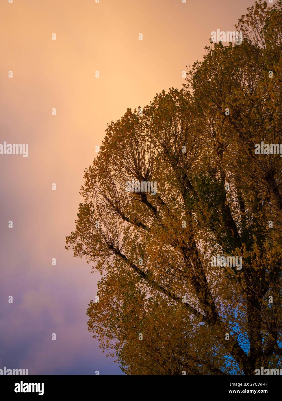 Golden tree hi-res stock photography and images - Alamy