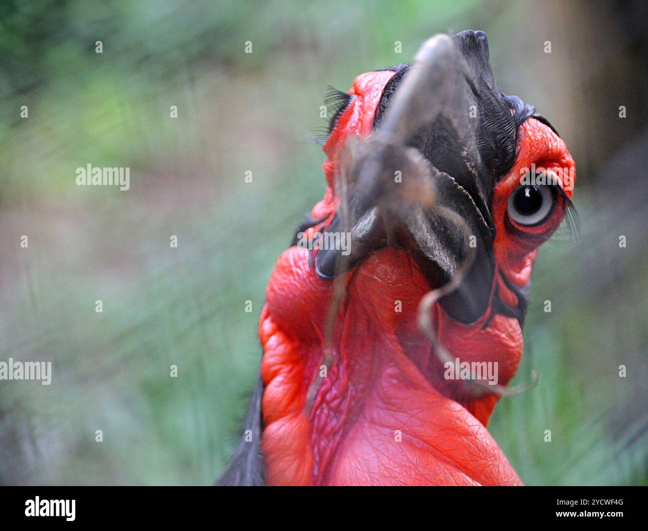 Southern Ground Hornbill gorgeous eyelashes, exotic bird with dry grass ...