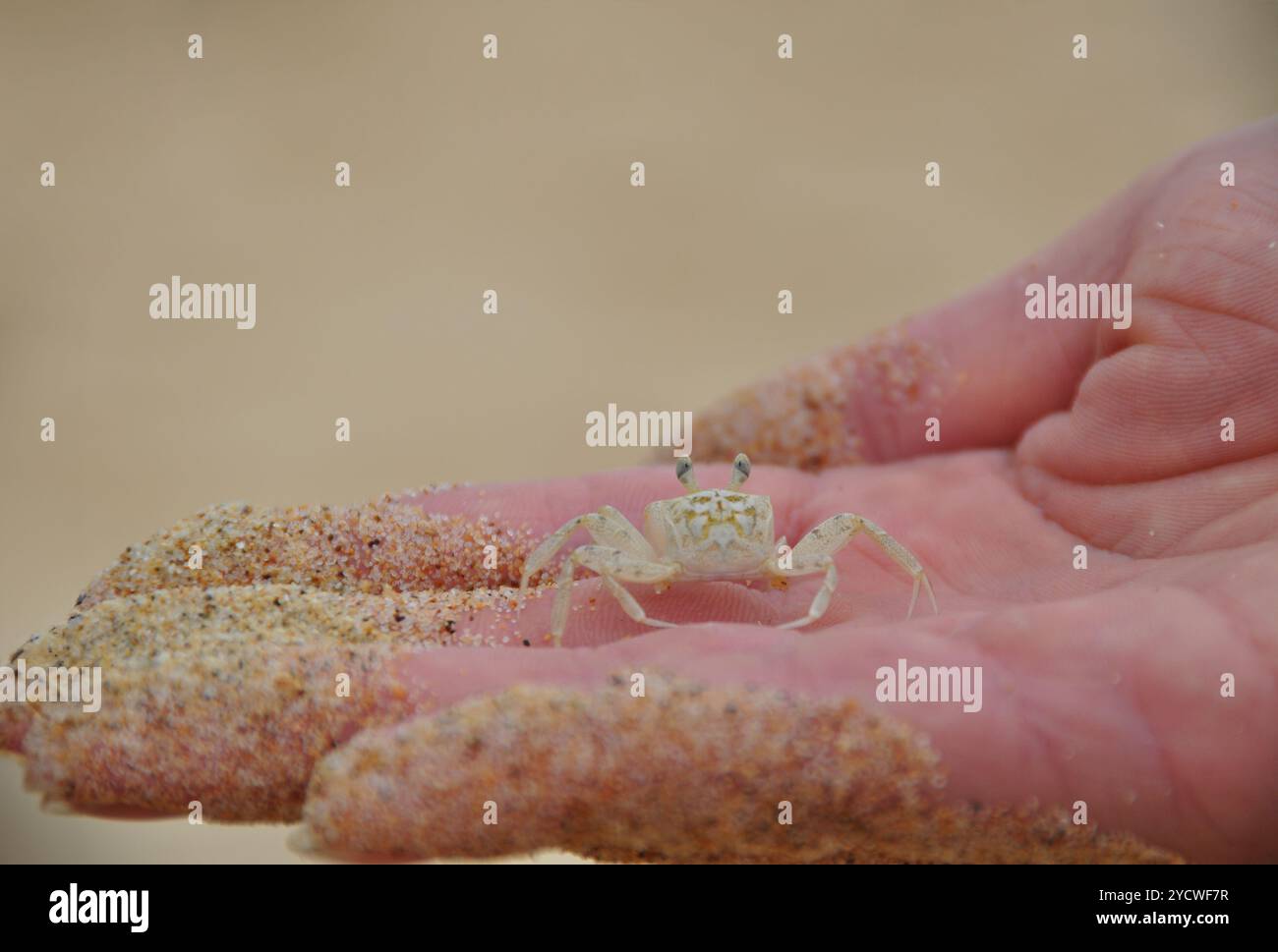 Small crab on person's hand, sandy beach crab, cute tiny crab Stock Photo - Alamy