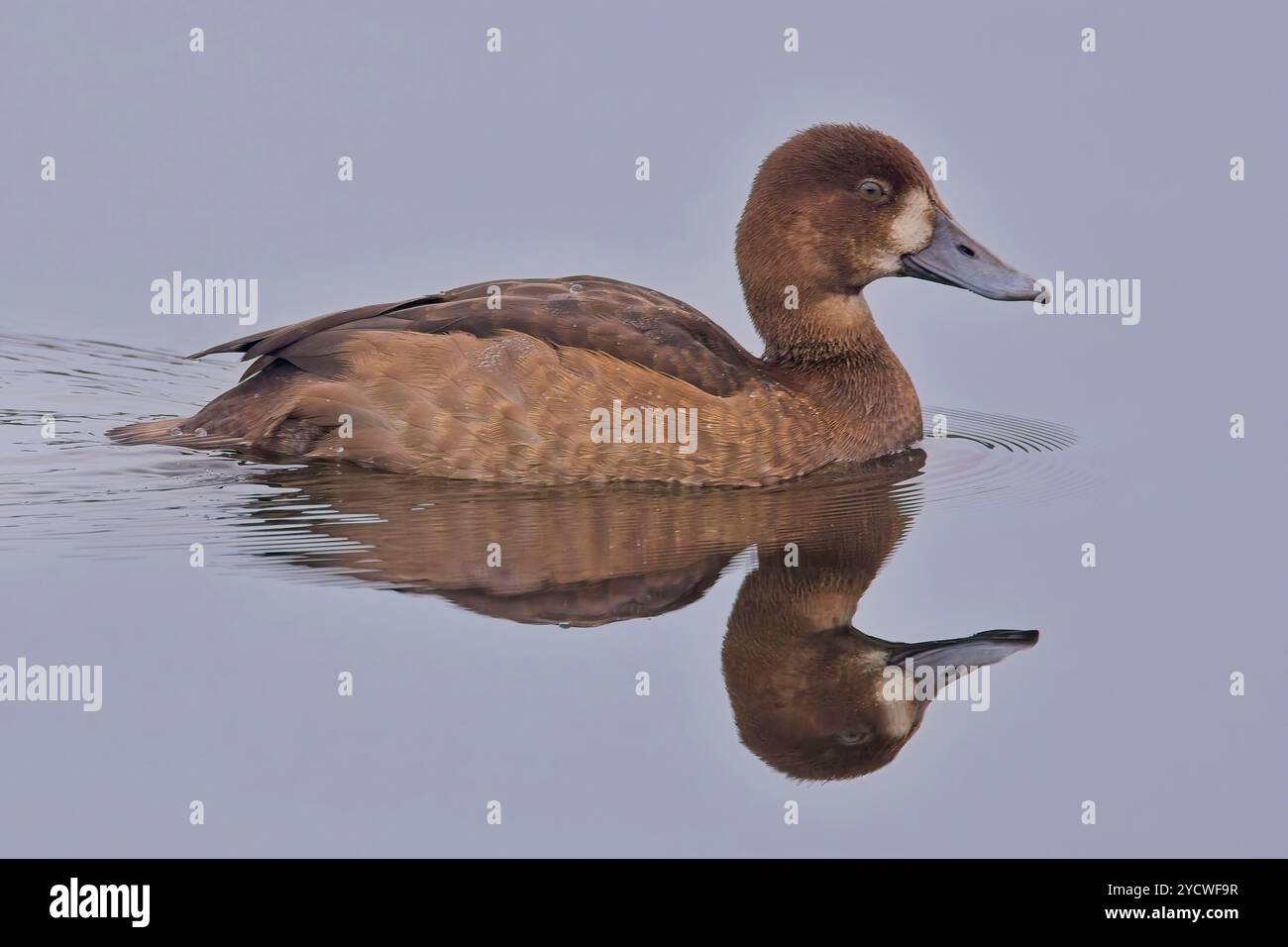 Greater Scaup (Aythya marila), juvenile swimming on Drift Reservoir ...