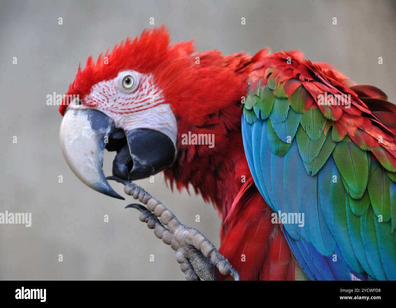 Red Macaw cleaning his claws with his beak and tongue, red, blue and ...