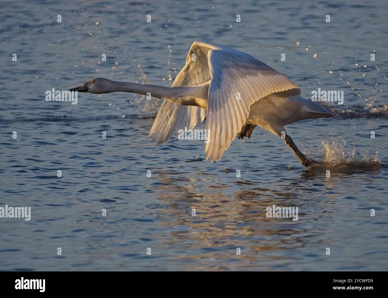 Juvenile Whooper Swan (Cygnus cygnus) taking off at sunset, Welney WWT ...