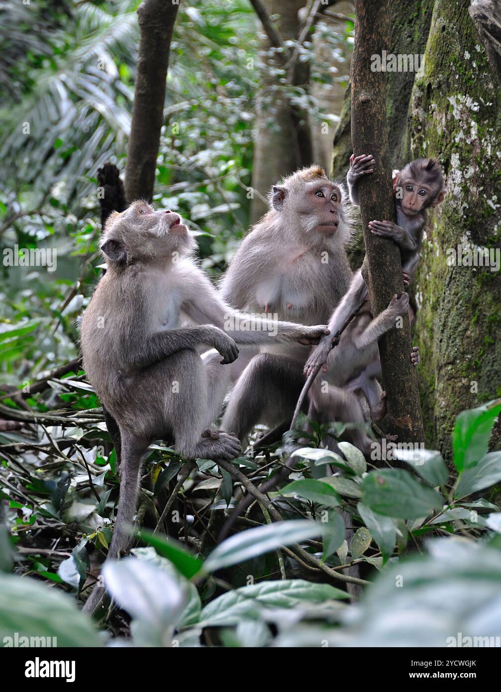 Monkey family in forest, mother, father and baby monkey trying to climb ...