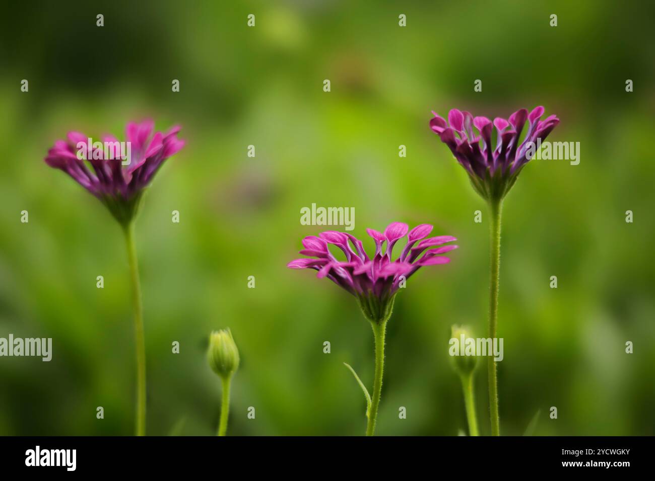 Flower petals curled up at dusk Stock Photo - Alamy