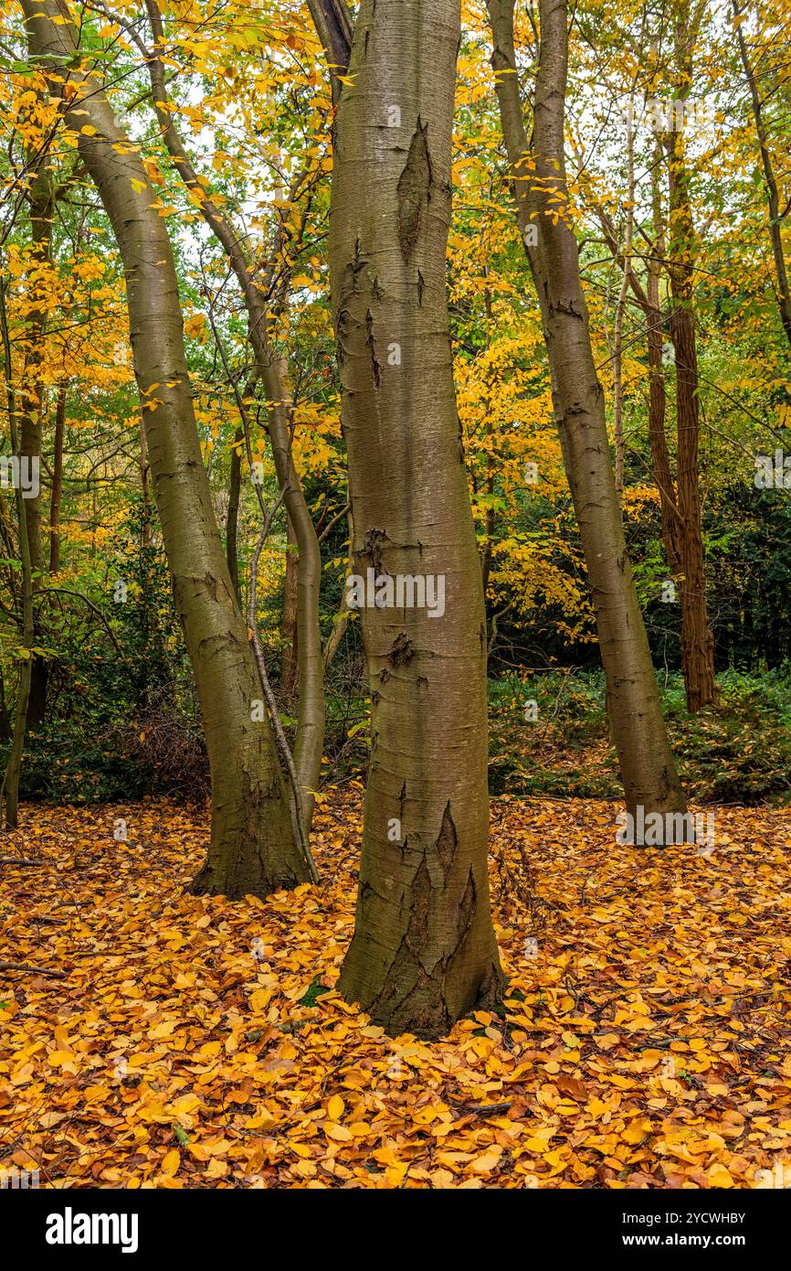 Autumn trees with orange, yellow and green leaves on the floor ...