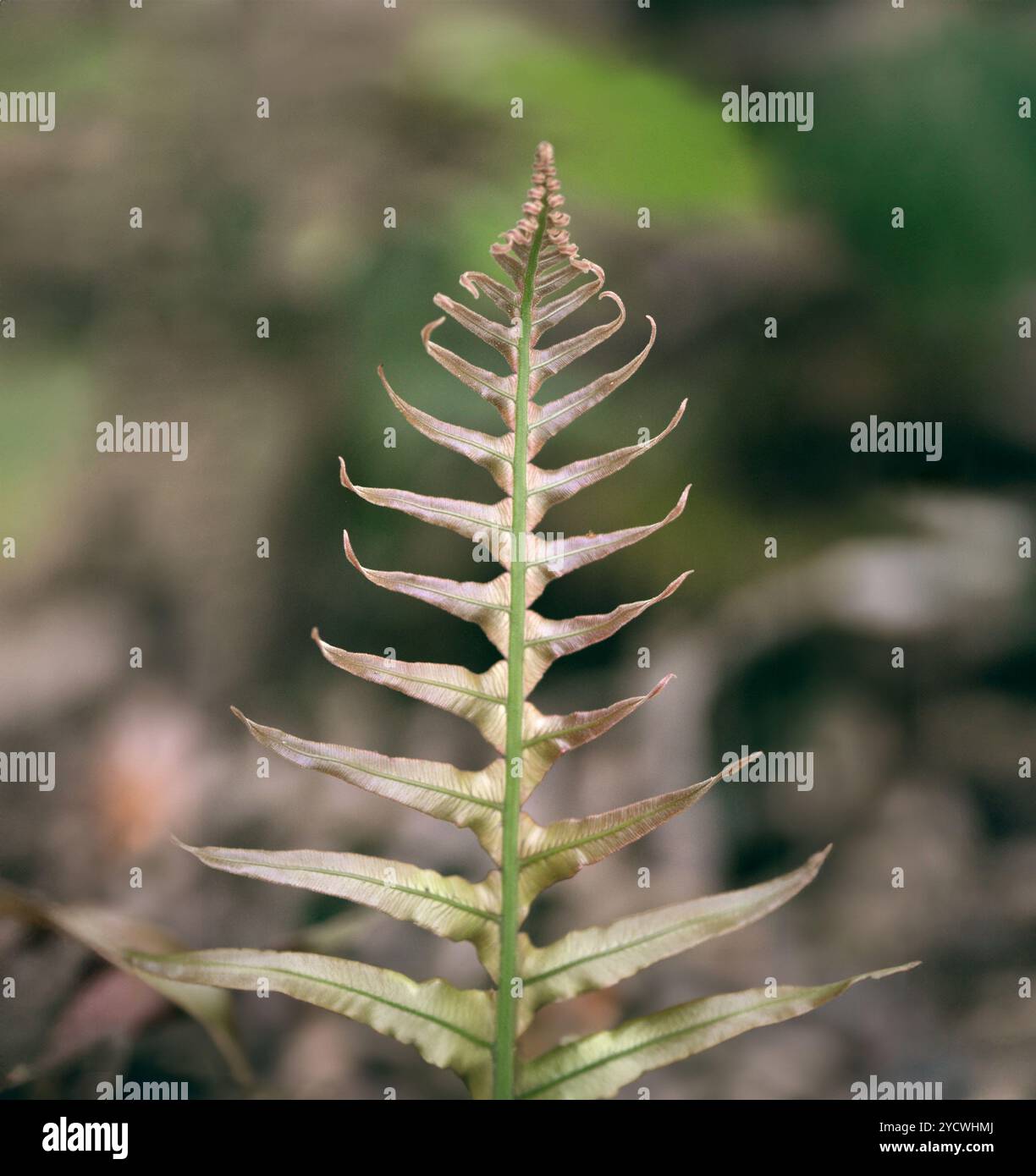New fern leaf unfurling in the Australian bush in springtime, new leaf ...