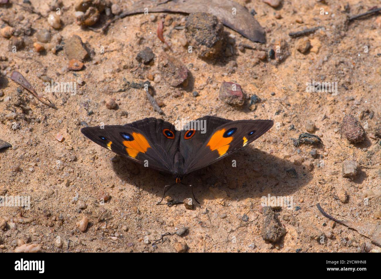 Exotic butterfly moth on dirt track in the Australian bush, resting on ...