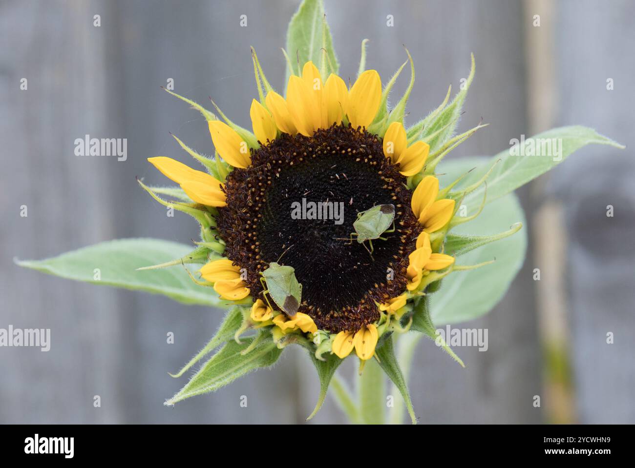 Green shield bugs on a sunflower Stock Photo - Alamy