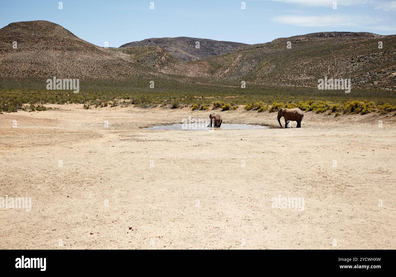 Conservation, elephant and animals for drinking water in river ...