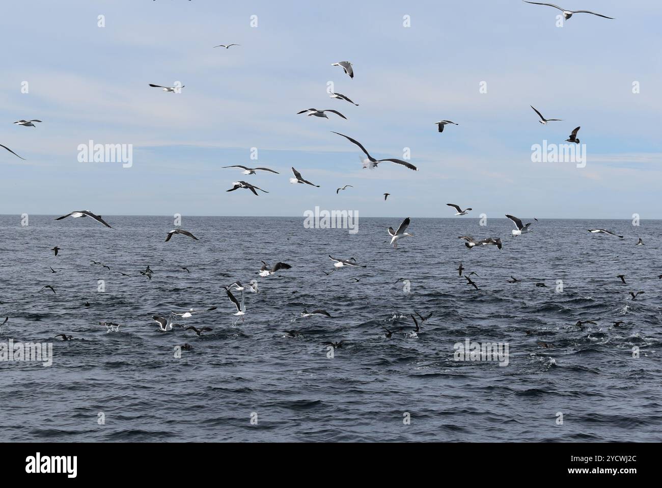 Embark on an unforgettable adventure in the picturesque waters of San ...