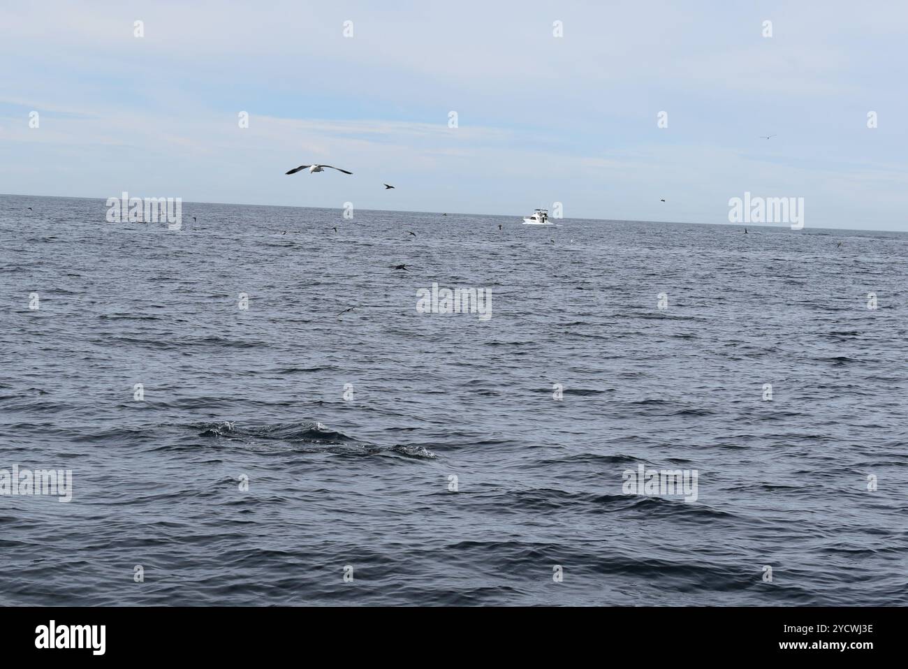 Embark on an unforgettable adventure in the picturesque waters of San ...