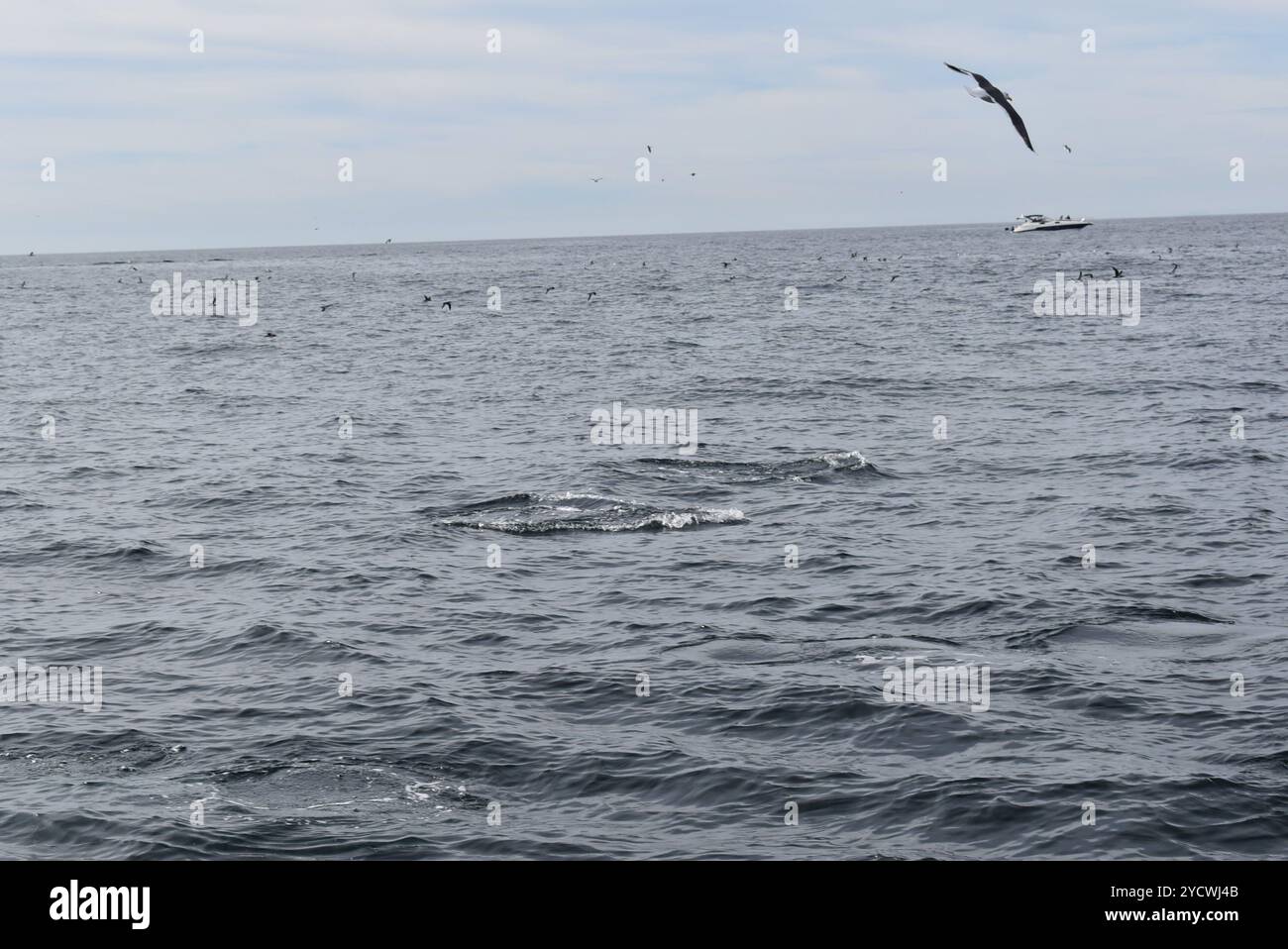 Embark on an unforgettable adventure in the picturesque waters of San ...