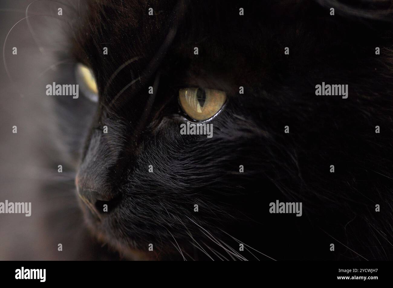 Black cat close-up macro photo, one eye in focus, black fluffy cat ...