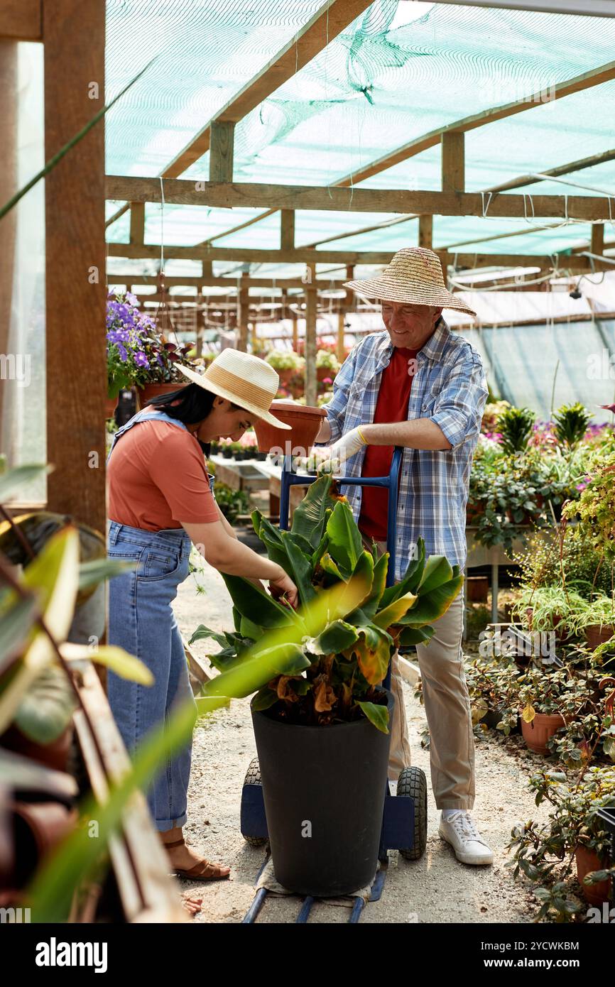Two people are carefully handling and arranging potted plants inside a ...