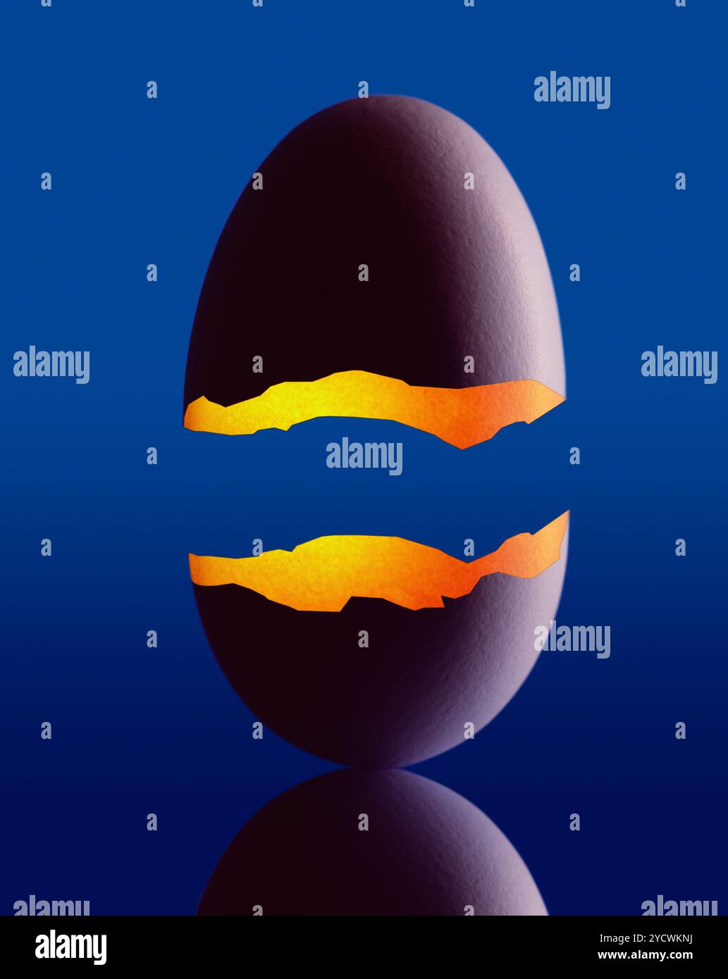 Shell born hi-res stock photography and images - Alamy