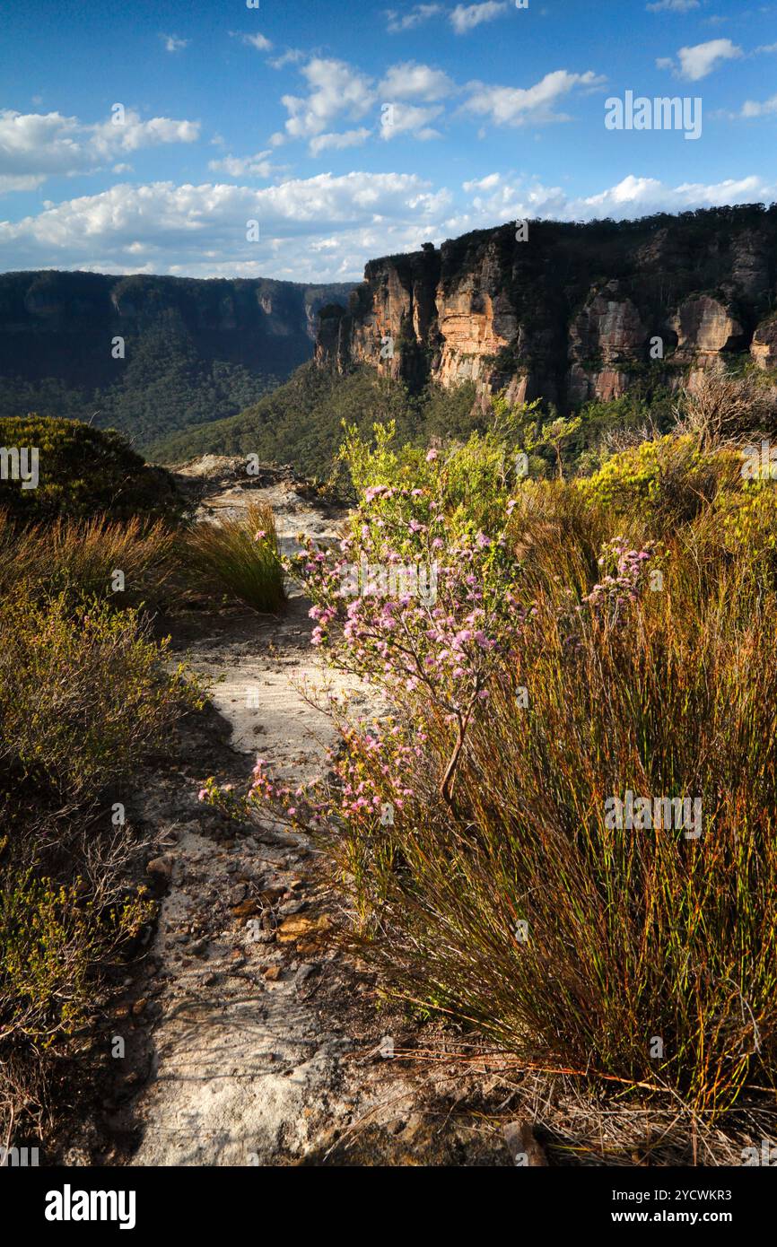 Views across the clifftops Blue Mountains Australia Stock Photo - Alamy