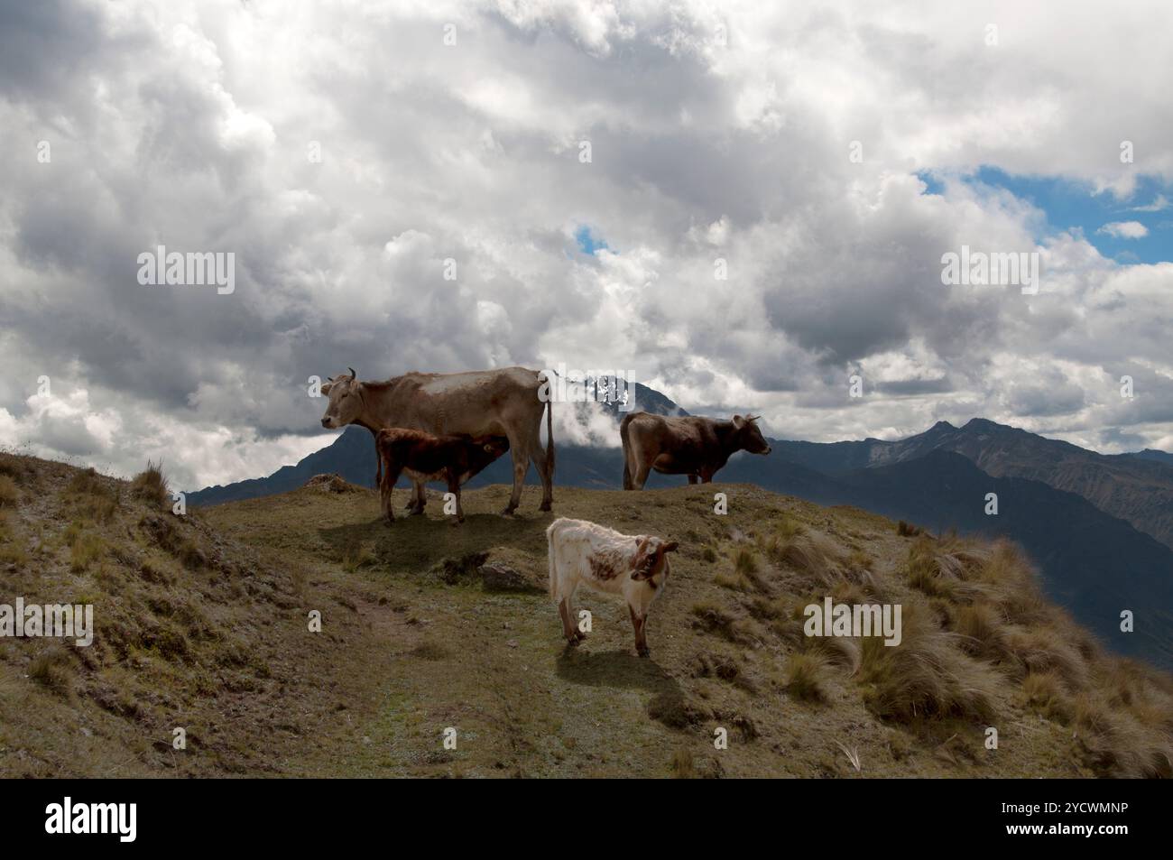 Cows on Andes Mountains, high altitude, mother and baby cow, La ...