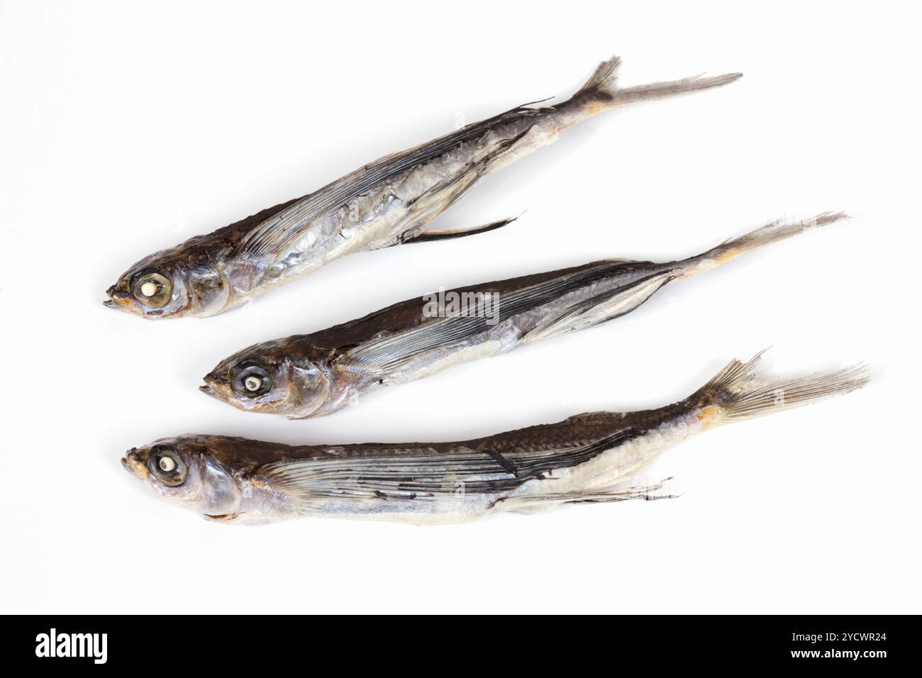 Back of fish Cut Out Stock Images & Pictures - Alamy