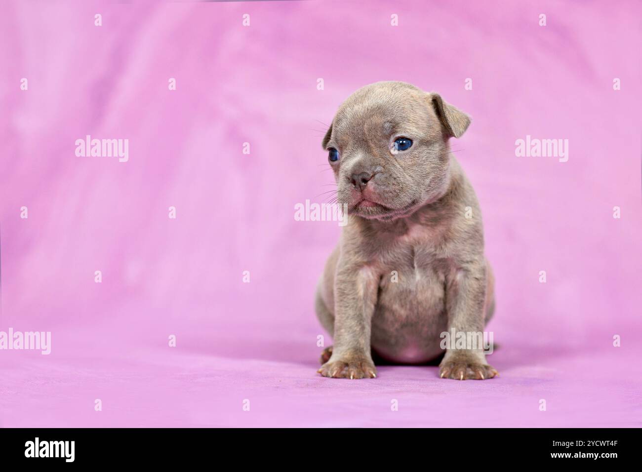 Four weeks purebred young Lilac Brindle French Bulldog puppy with ...