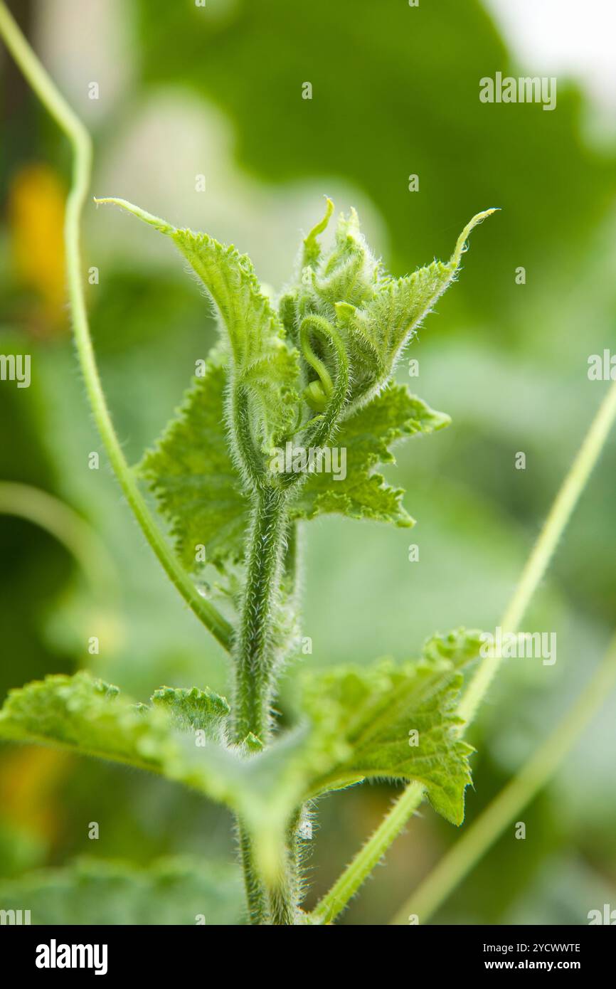 Sprout cucumber hi-res stock photography and images - Alamy