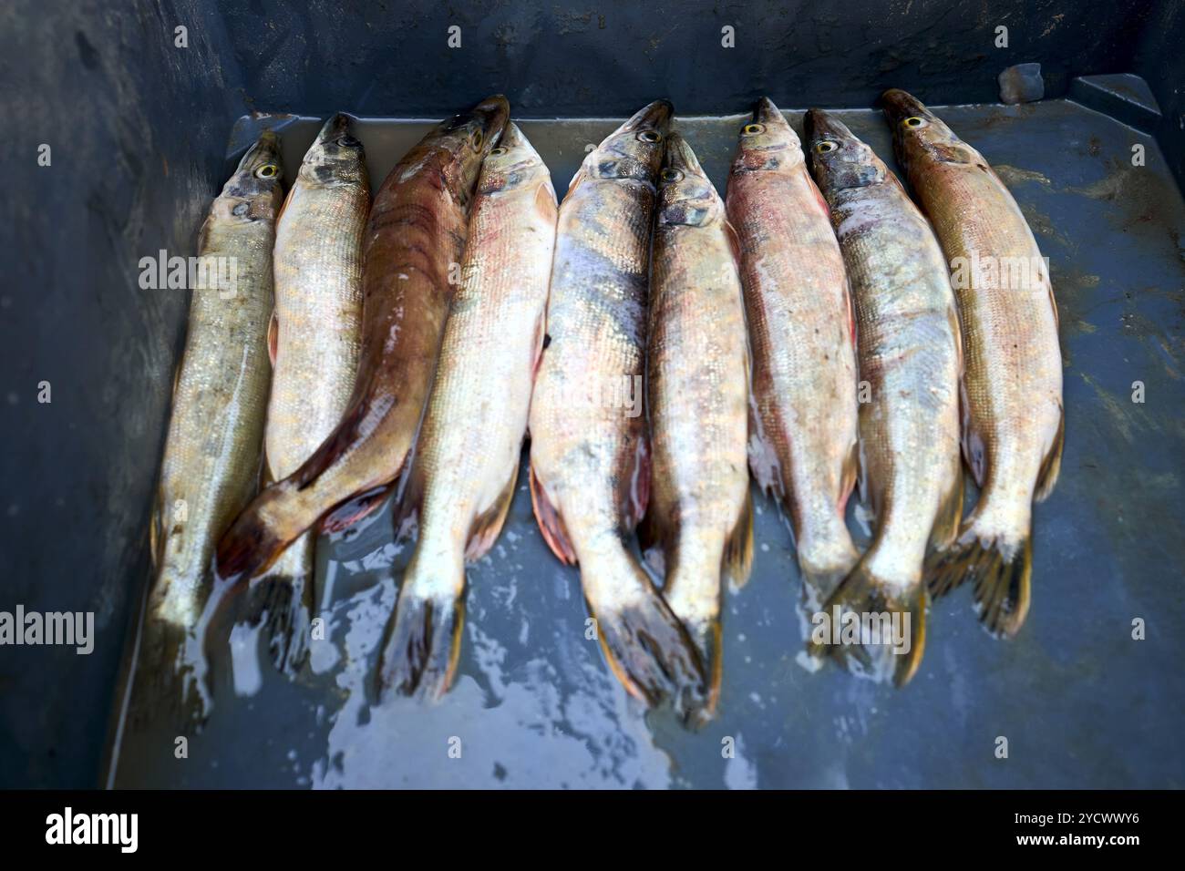 Pike pickerel freshwater fish. Fresh alive fish many in box. Restaurant ...