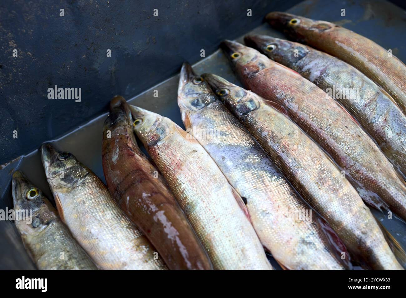 Pike pickerel freshwater fish. Fresh alive fish many in box. Restaurant ...